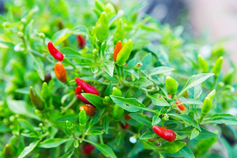 Chilli tree stock photo. Image of decorative, color, info - 97352532