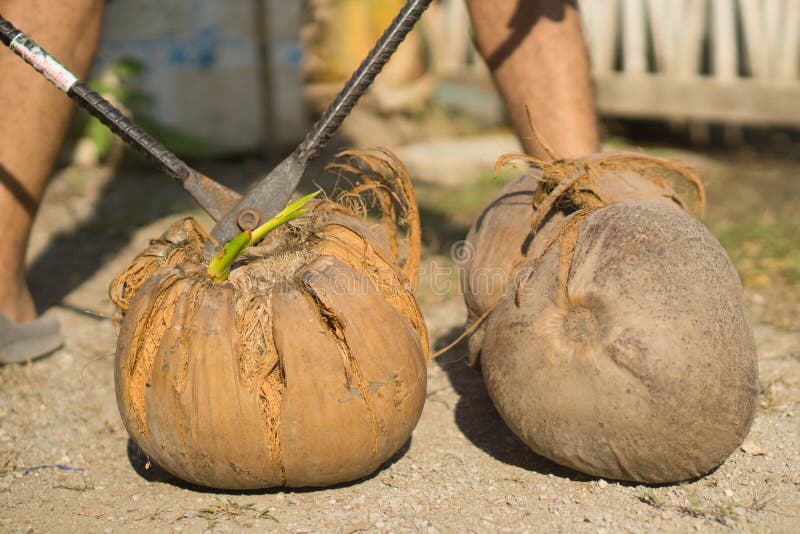Thai Coconut Peeling Machine Stock Image - Image of brown, healthy ...
