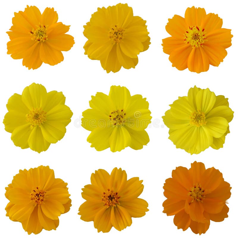 Thai cosmos stock illustration. Illustration of nature - 42018089