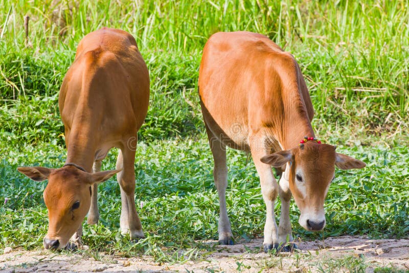 Thai cow stock image. Image of horn, field, livestock - 25442039