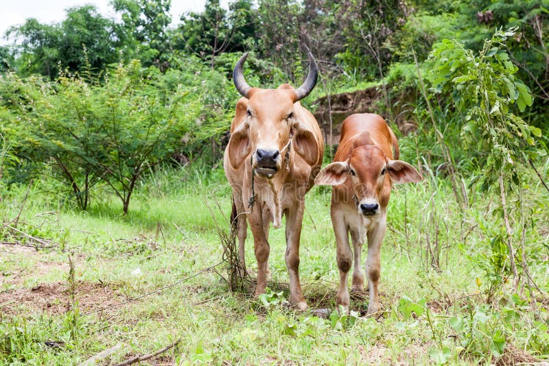Thai cow and calf stock image. Image of outdoor, cattle - 82291959