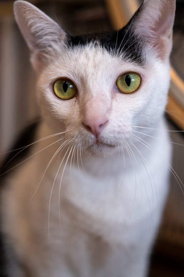 Thai cow cat stock image. Image of ginger, cozy, lovable - 375176287