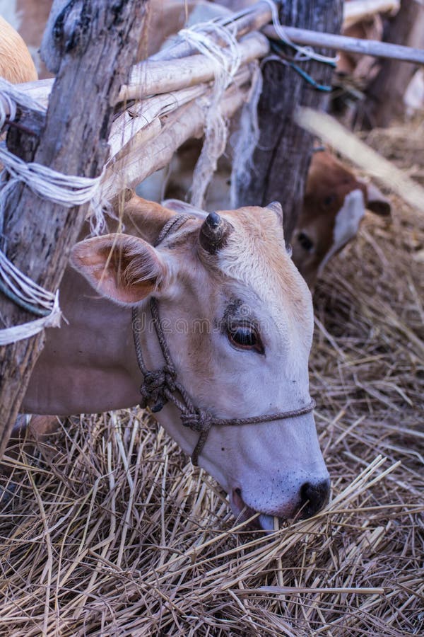 Thai Cow Eating in Farm, Mammal Farm Stock Photo - Image of natural ...
