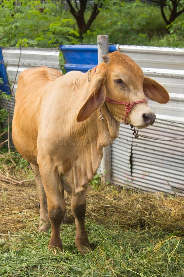Thai cow in farm animal stock photo. Image of mammals - 247198186