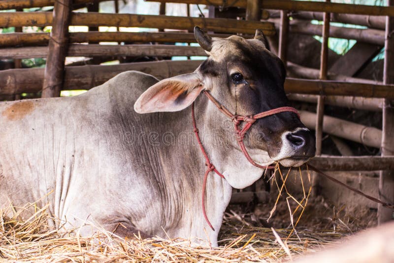 Thai Cow in Farm, Mammal Farm Stock Photo - Image of outdoor, nature ...