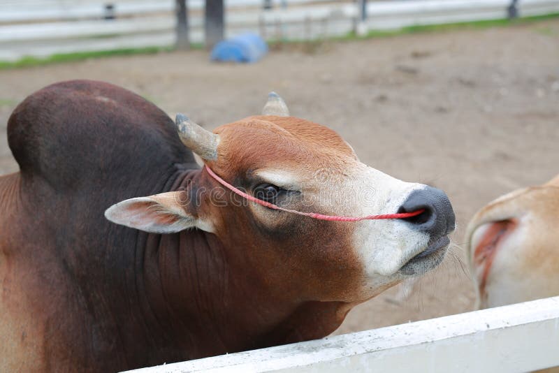 Thai Cow in the Farm Thailand Stock Photo - Image of ranch, farming ...