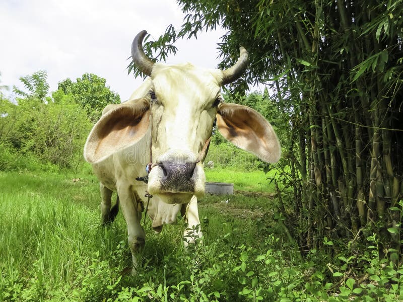 Thai cow stock photo. Image of country, farmland, livestock - 45518596