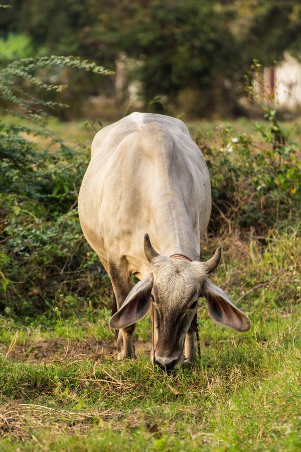 Thai cow in field stock photo. Image of cattle, growing - 81964066