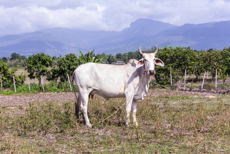 Thai Cow in Field, Mammal Farm Stock Photo - Image of summer, cattle ...