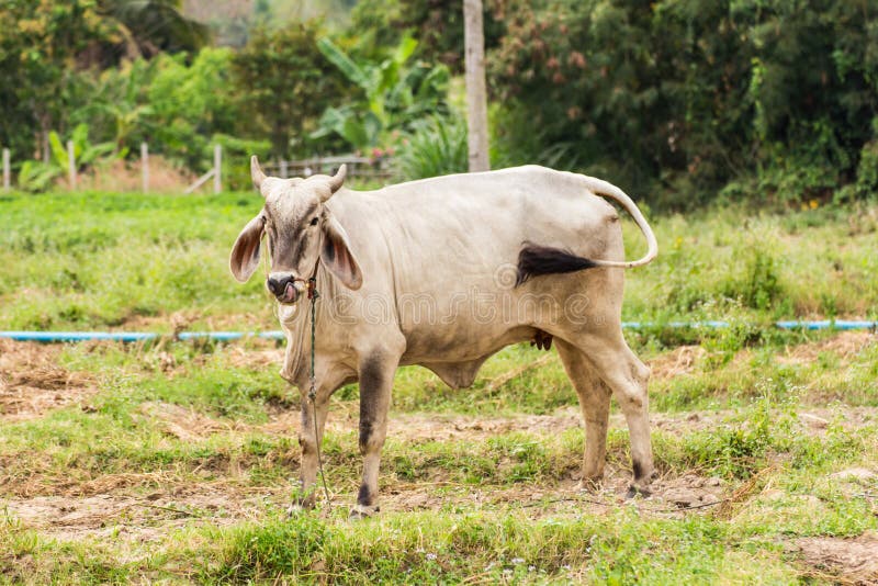 Thai cow in field stock image. Image of female, asian - 83631769
