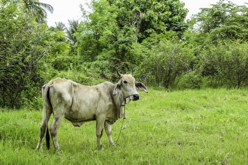 Thai cow stock image. Image of cattle, brown, outdoor - 45567245