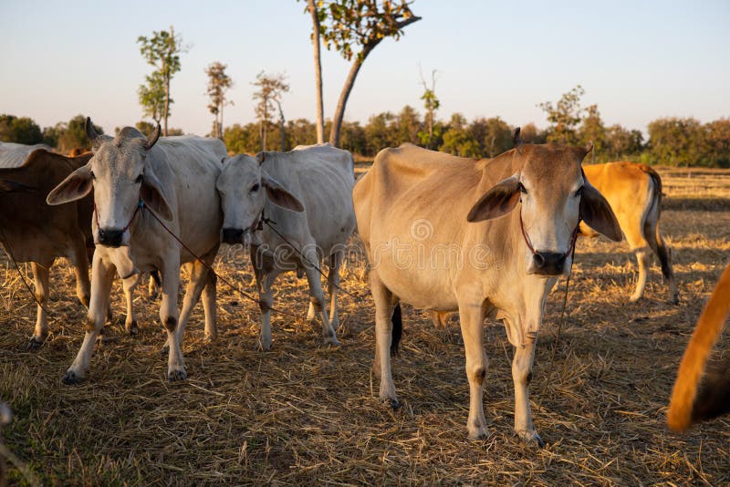 Thai Cow in Field Which Traditional Cow in Urban, Cow in Field on ...