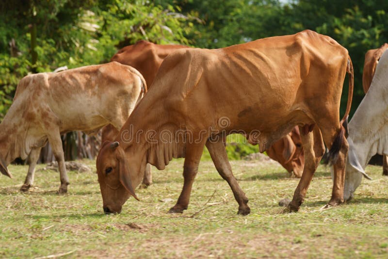 Thai Cows are Eating Grass on the Ground Naturally Stock Photo - Image ...
