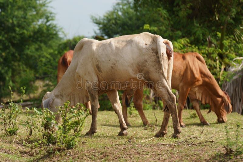 Thai Cows are Eating Grass on the Ground Naturally Stock Image - Image ...