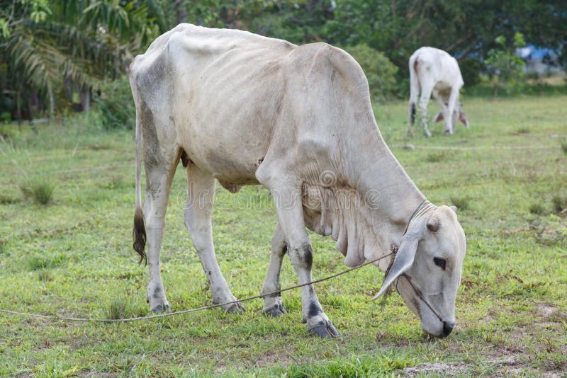 Thai Cows in Field at Thailand Stock Image - Image of field, local ...