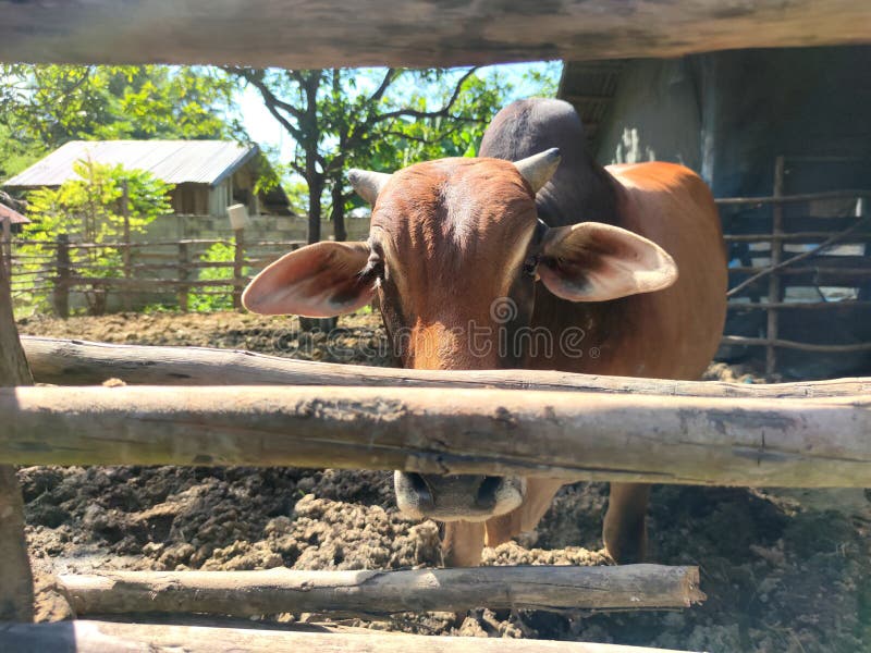 Thai Cows are Trapped in the Pen Stock Photo - Image of thai, trapped ...