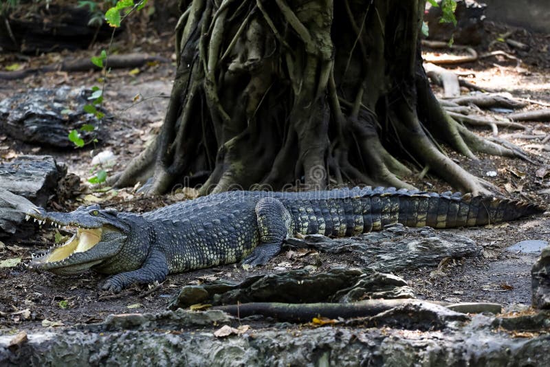 The Thai Crocodile Rest on the Garden Stock Photo - Image of tropical ...