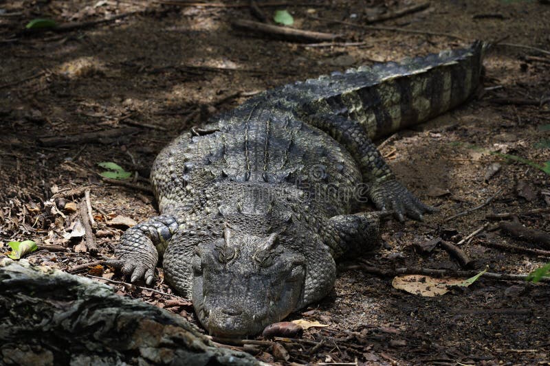 The Thai Crocodile Rest on the Garden Under the Tree Stock Image ...
