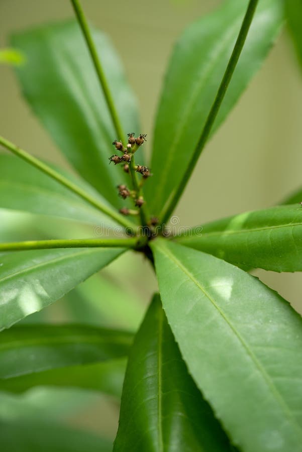 Croton tree in flowerpot stock image. Image of sapling - 17451607
