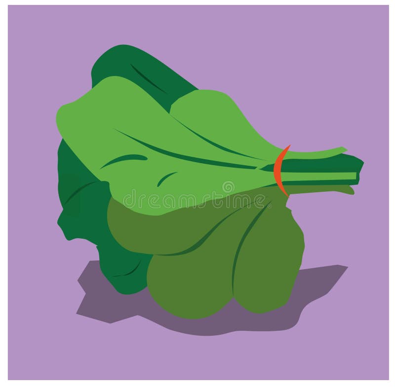 Vector Illustration Natural Kale for Posters Icons Symbols Stock Vector ...