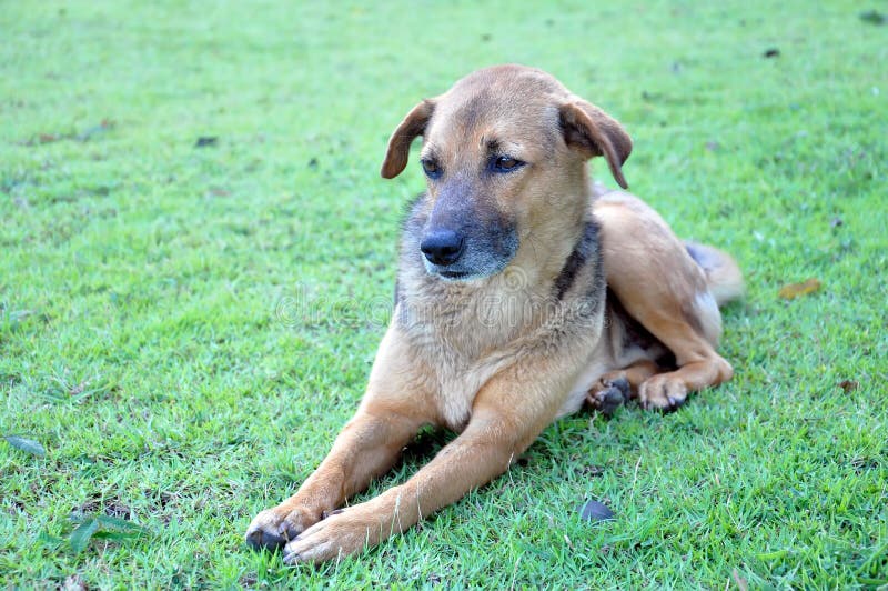 Thai dog stock photo. Image of obedient, domestic, portrait - 23258672