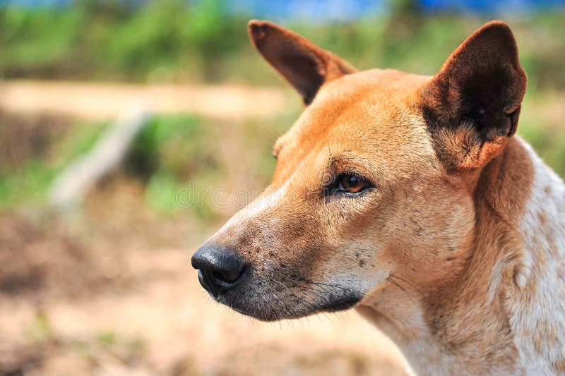 Thai dog stock image. Image of thailand, youth, mammal - 37589977