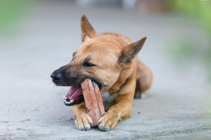 Thai dog bite a brick. stock photo. Image of mammal - 119961576