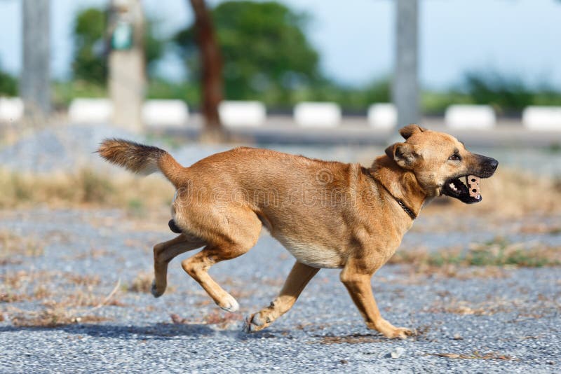 Thai Dog Bite and Run a Red Brick. Stock Photo - Image of play, shiny ...
