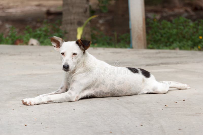 Thai dog stock photo. Image of white, playful, tree, hair - 45322702