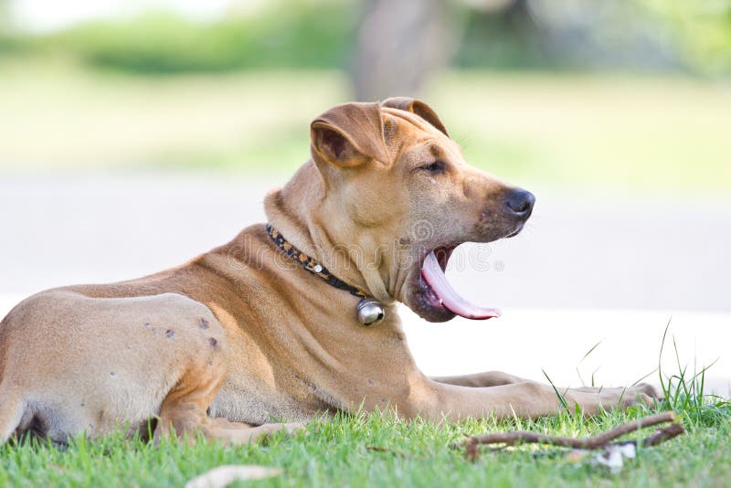 Thai dog stock photo. Image of brown, border, cute, closeup - 32548942