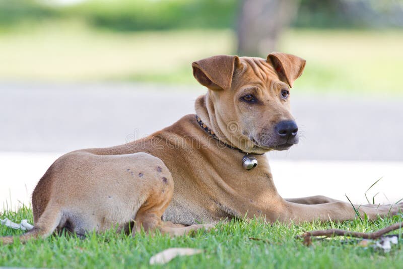 Thai dog stock image. Image of mammal, adorable, friend - 32549483