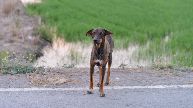 Thai dog stock photo. Image of breed, nature, playful - 75474656