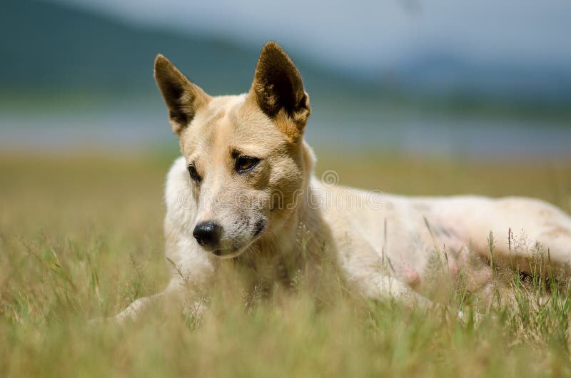 Thai Dog on the Green Grass Stock Image - Image of background, shot ...