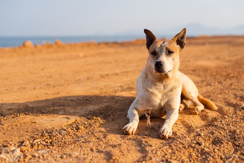 Thai dog stock photo. Image of sunrise, outdoor, soil - 64596724