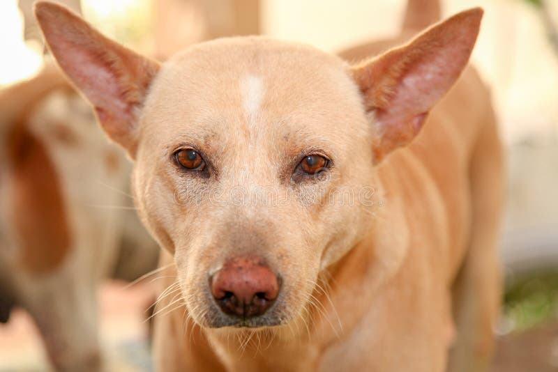Thai dog look me at home. stock image. Image of look - 138547039