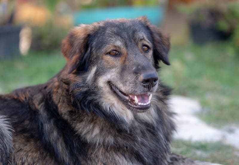 Thai Dog Looking Forward Waiting Owner Feed Food Stock Image - Image of ...