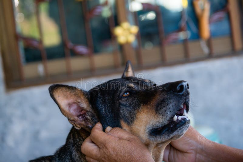 A Thai Dog is Pat Its Head by Human in the Morning Stock Photo - Image ...