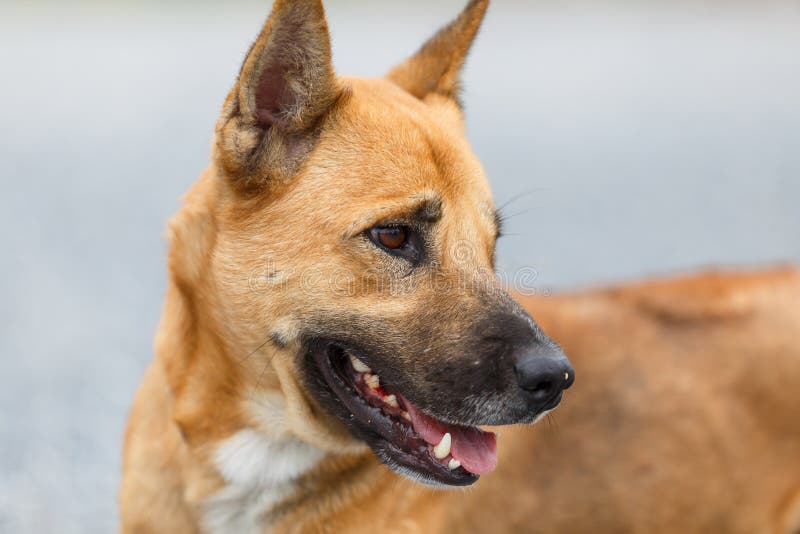 Thai dog portrait stock image. Image of brown, animal - 161745027