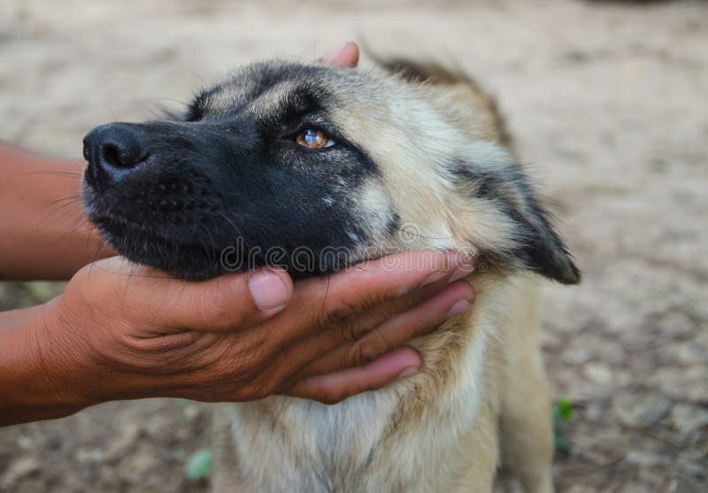 Thai Dog (primitive Dog) on Surface Stock Image - Image of insects ...