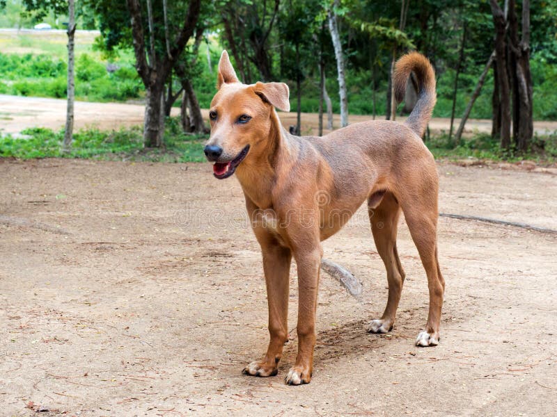 Thai dog resting outside stock photo. Image of beautiful - 101679900
