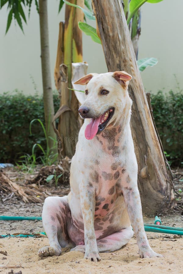 Thai Dog Sitting Under Tree Stock Image - Image of home, tounge: 42914001