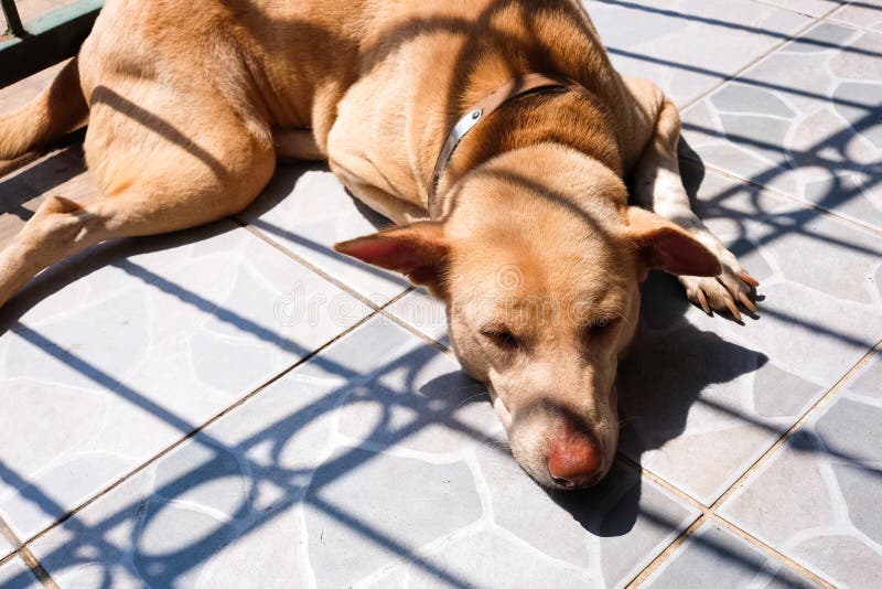 Thai Dog Sleeping with Mood Light Shadow Sun Rays Stock Photo - Image ...