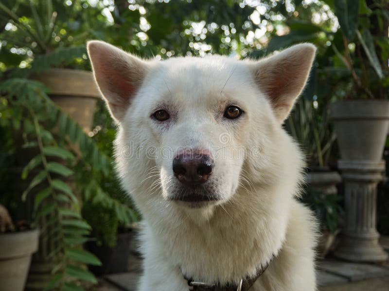 Thai dog stock image. Image of australian, shot, pedigree - 83501285