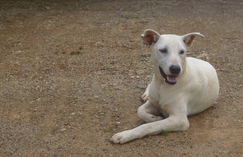 Thai dog stock photo. Image of canine, cute, breed, mammal - 88553984