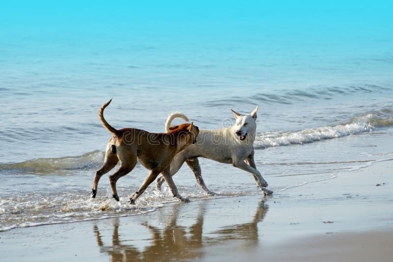 Thai Dogs Playing at the Beach with Blue Sea and Sky Stock Image ...