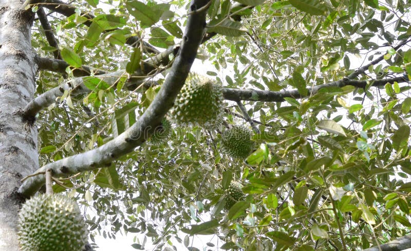 Durian Trees in the Garden. Seasonal, Shape. Stock Image - Image of ...