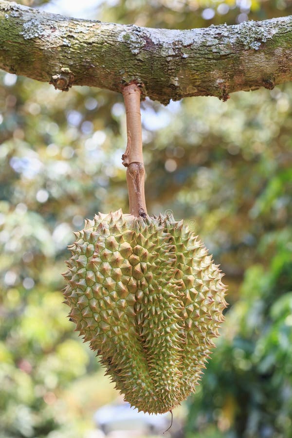 Thai Durian, Tropical Fruit on Tree Stock Photo - Image of freshness ...
