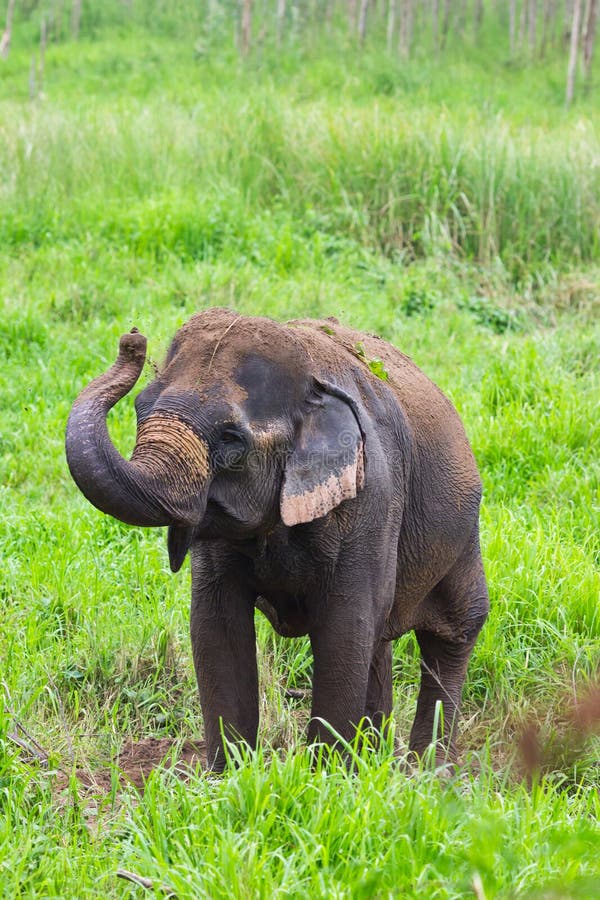 Thai elephant stock photo. Image of park, national, crater - 20835126