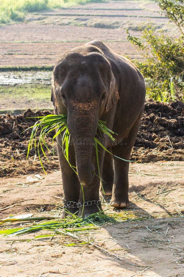 Thai Elephant stock photo. Image of thai, animals, asia - 40285926
