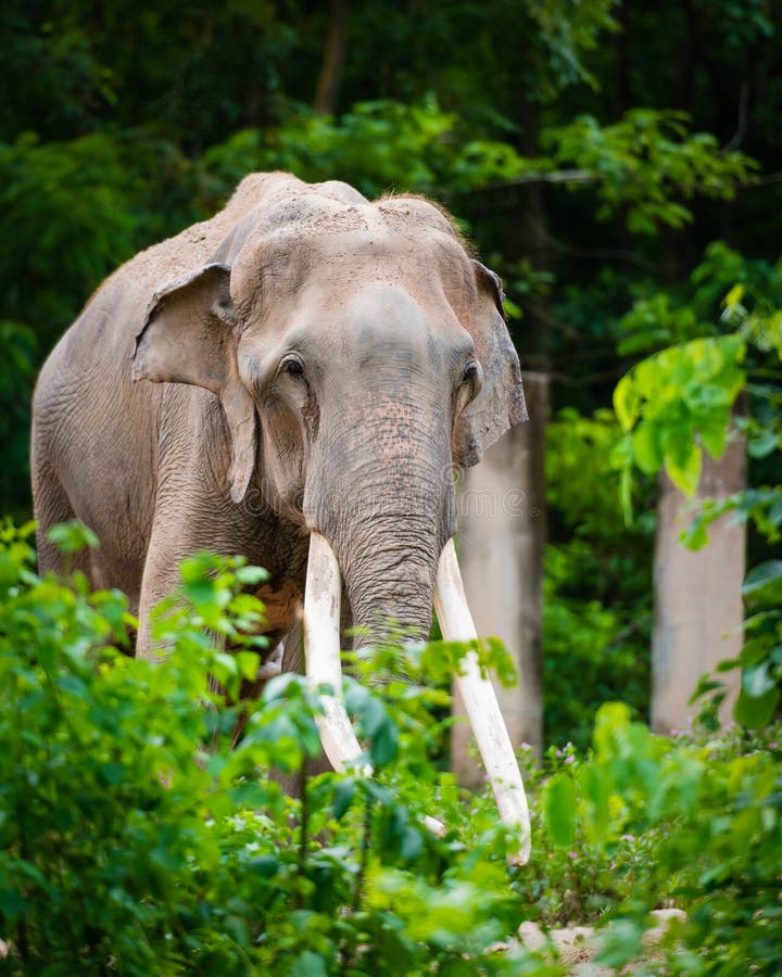 Thai elephant stock photo. Image of giant, animal, environment - 32584254
